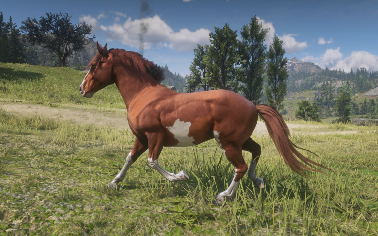 New Overo Criollo coats - Allmods.net